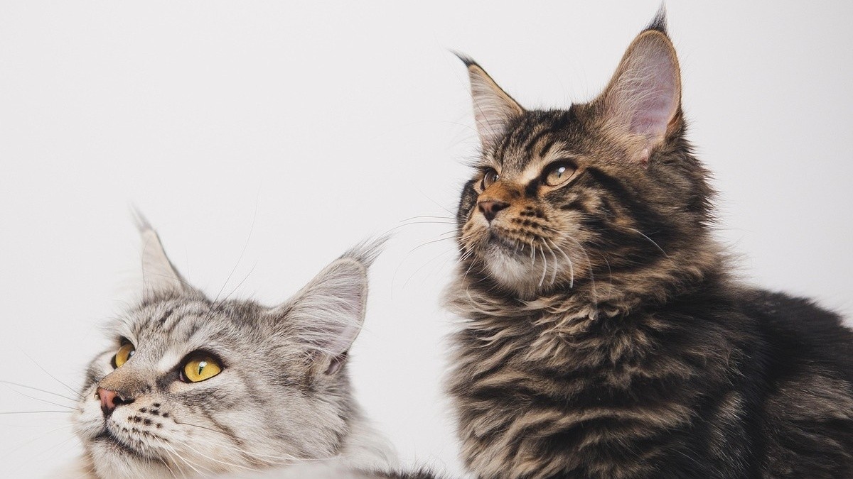 The 15 loudest cat breeds and what their meows mean