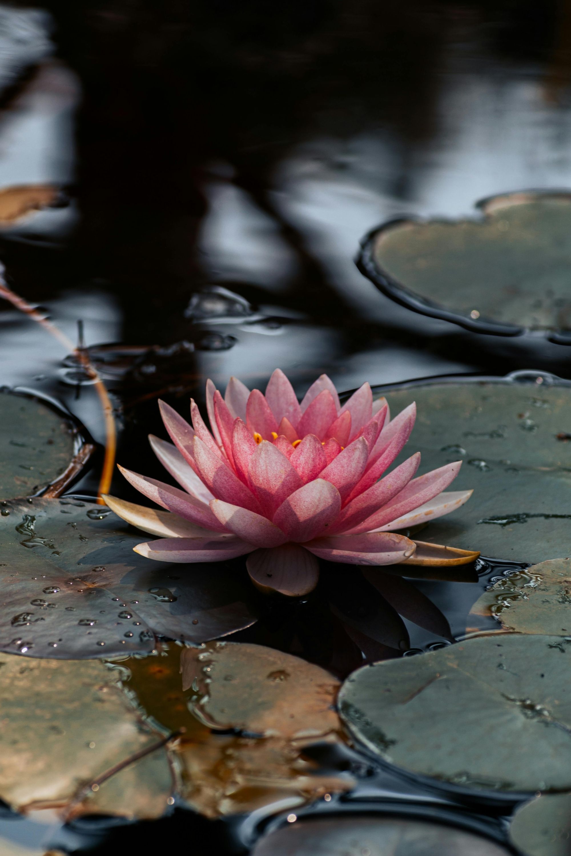 Flor de loto: descubre el símbolo de pureza que florece en el barro y ...