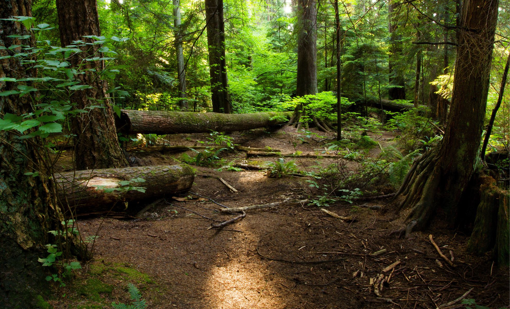 Extinct for 200 Years: A Rare Predator Reappears in Ohio’s Forests