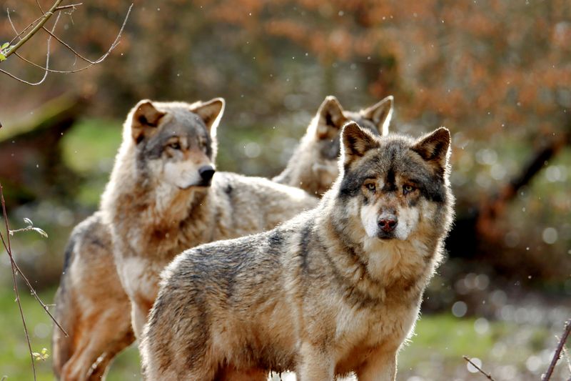 10 Animals That Are Seen As Dangerous But Tend To Fear Humans Instead