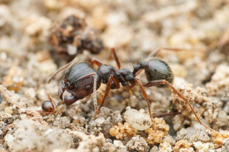 "Impossible To Imagine": Queen Ants Produce Babies Of 2 Different ...