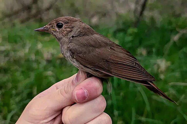 Researchers pinpoint exact pace that helps nightingales on long journeys