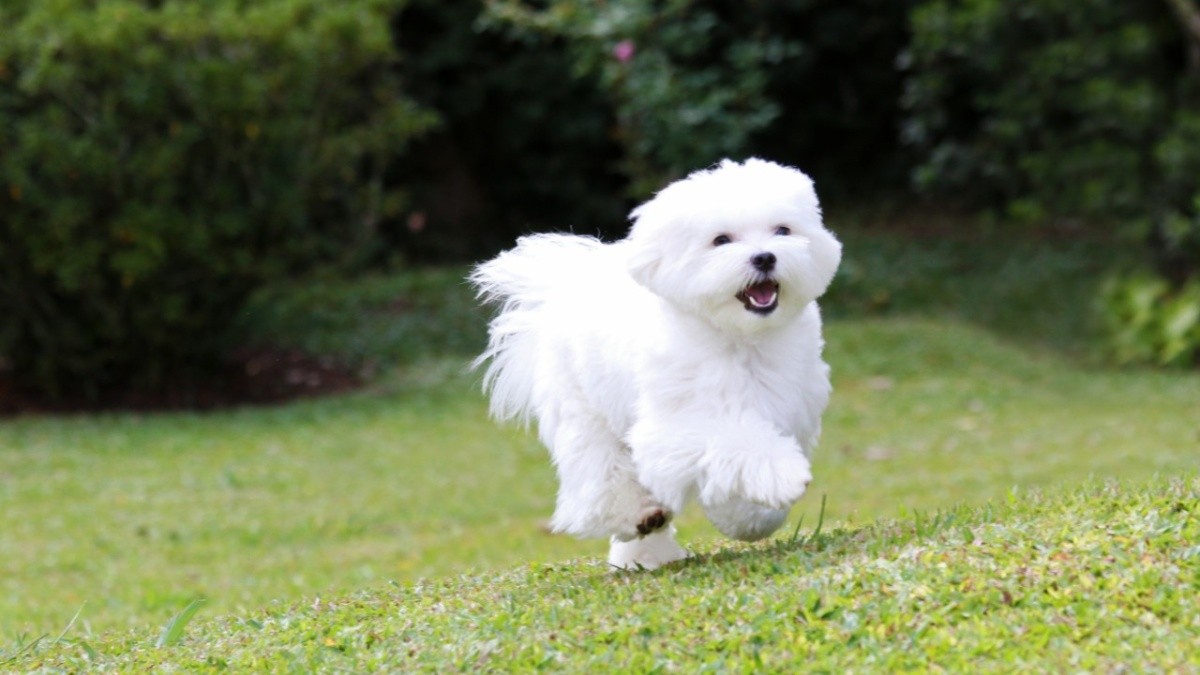 15 dog breeds that look cute, but their temperament might surprise you