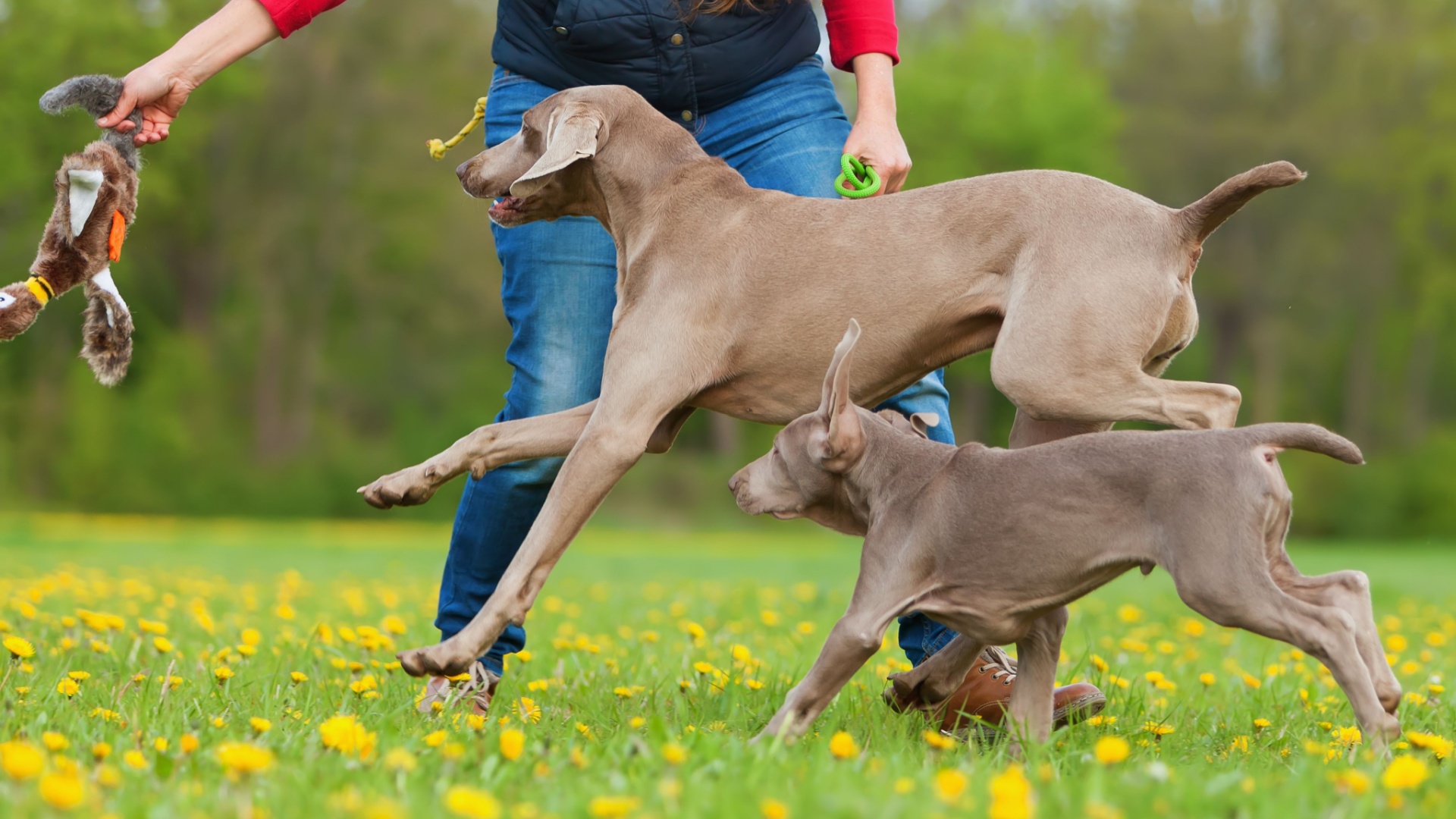Top 11 Fastest Dogs