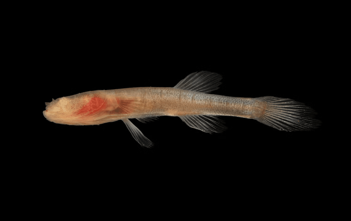 Over 11 Million Years Of Evolution, Eyeless Cavefish Developed ...