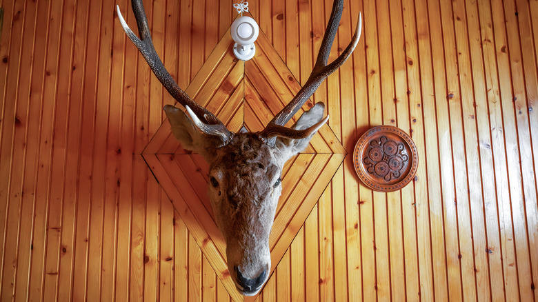 Every Cut Of Venison, Explained
