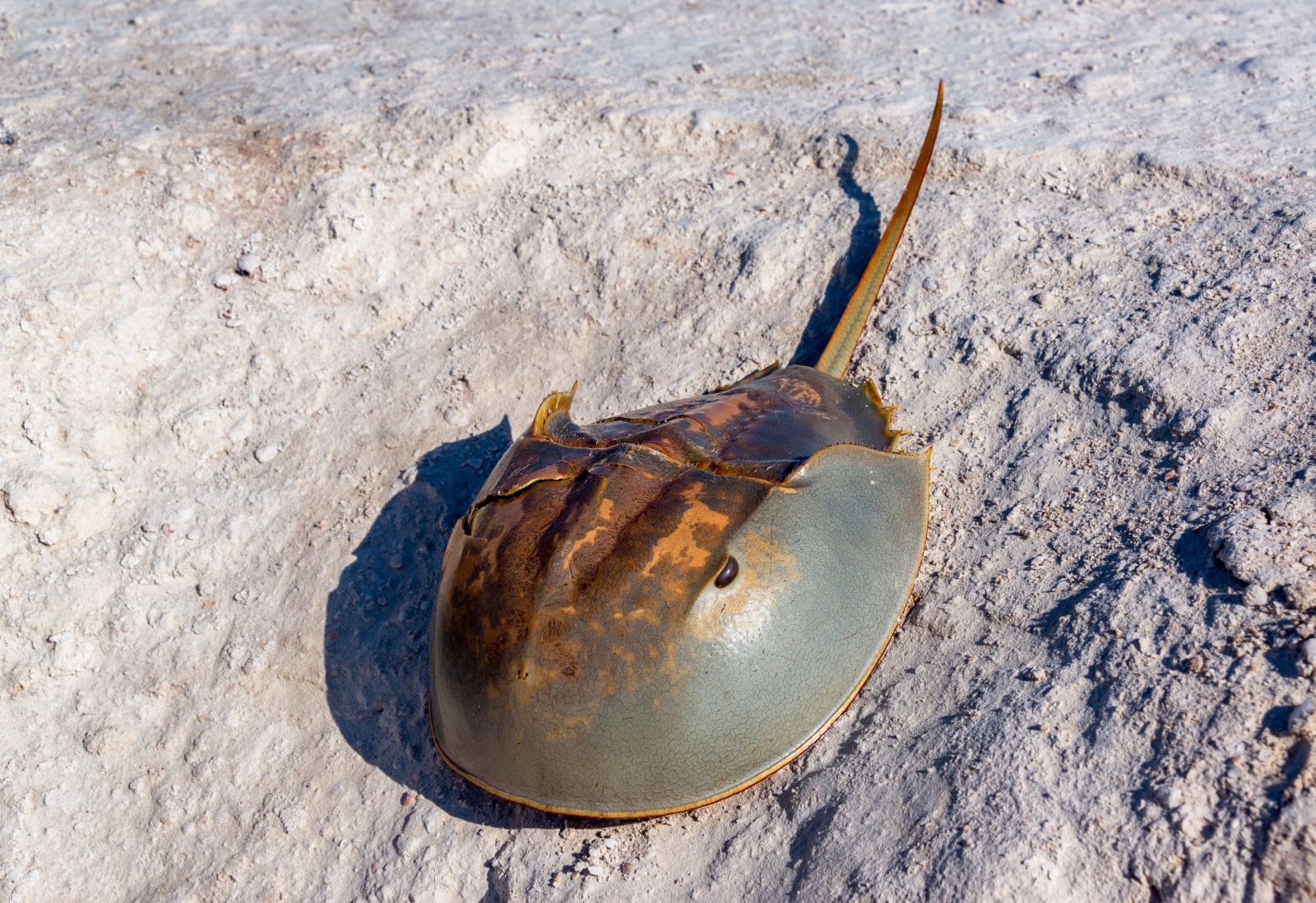 9 Animals That Are Basically Living Fossils