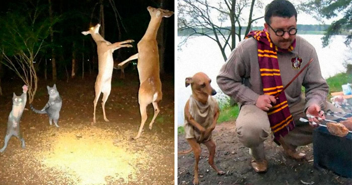 46 Weird Animal Photos That “Cannot Be Explained”