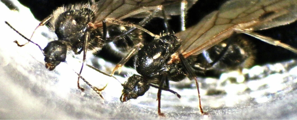 Ant Queens Produce Offspring of Two Different Species, Stunning Scientists