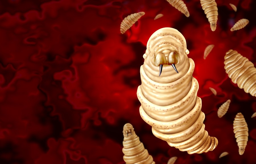 ‘Report any suspected cases’: KDHE posts alert on flesh-eating ...
