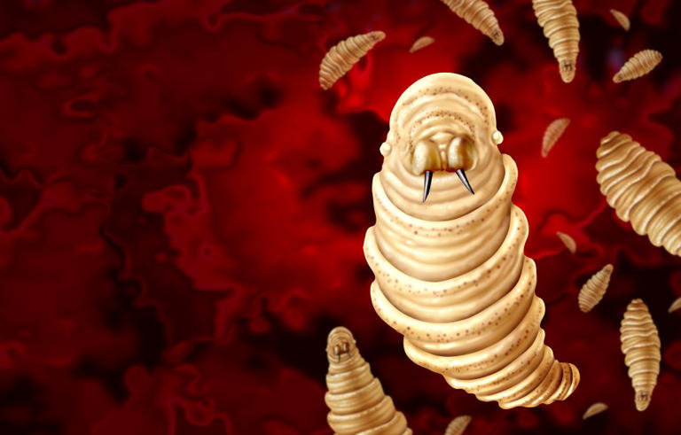 ‘Report any suspected cases’: KDHE posts alert on flesh-eating ...