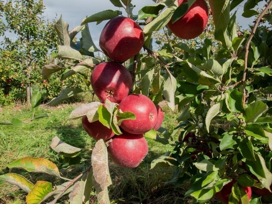 Where To Pick Apples Around Stonington-Mystic: 2025 Guide