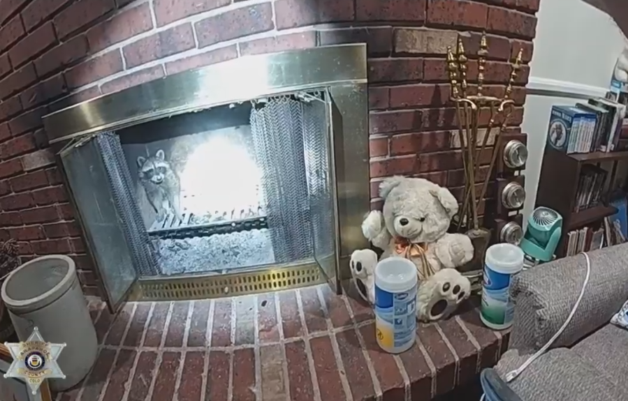 SEE IT: Deputies say no ‘trash talking’ about raccoon rescued from ...