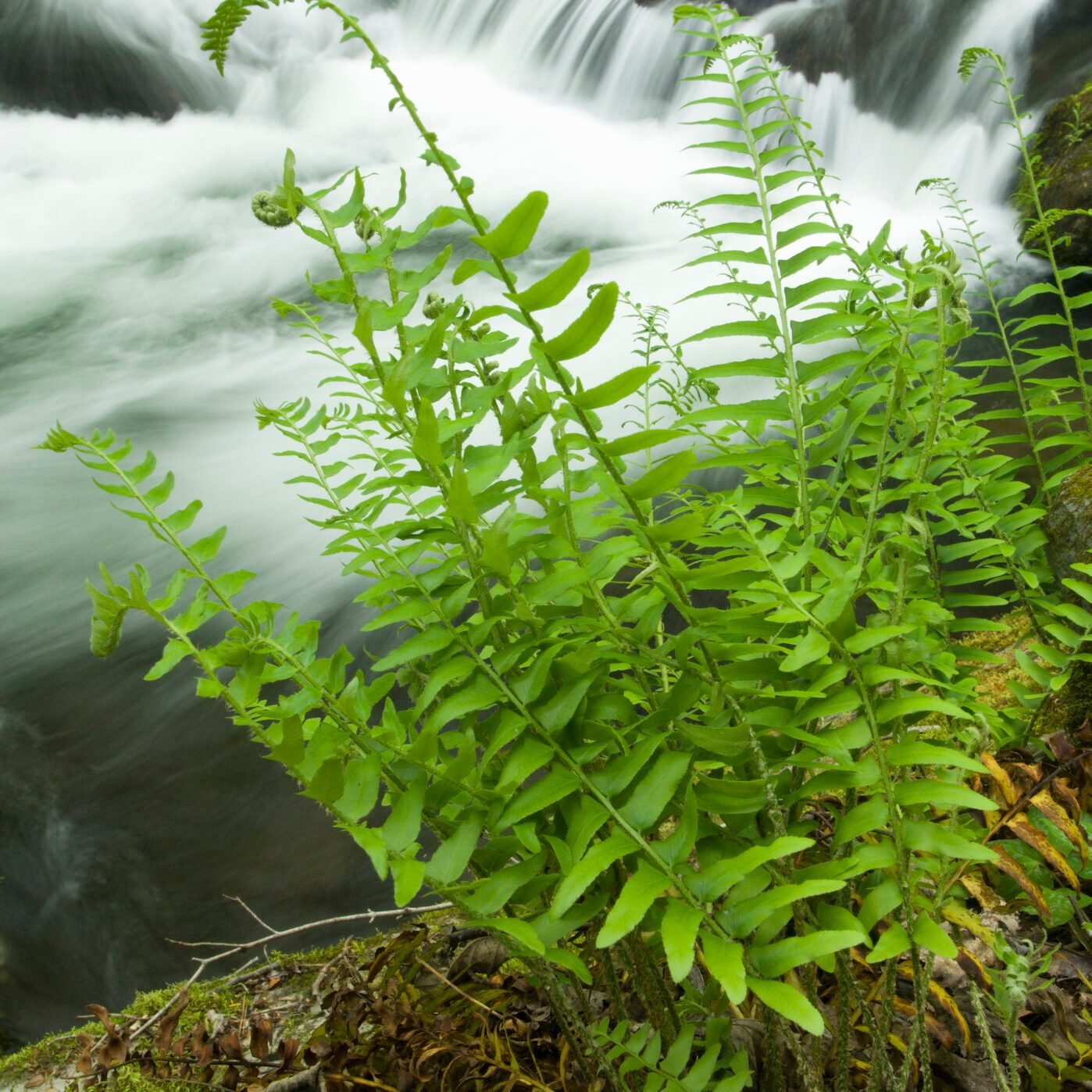 Grow Evergreen Christmas Fern Plants on Shady Slopes