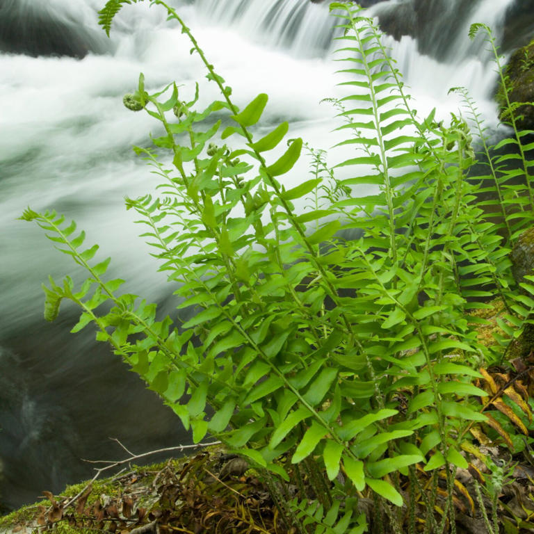Grow Evergreen Christmas Fern Plants on Shady Slopes