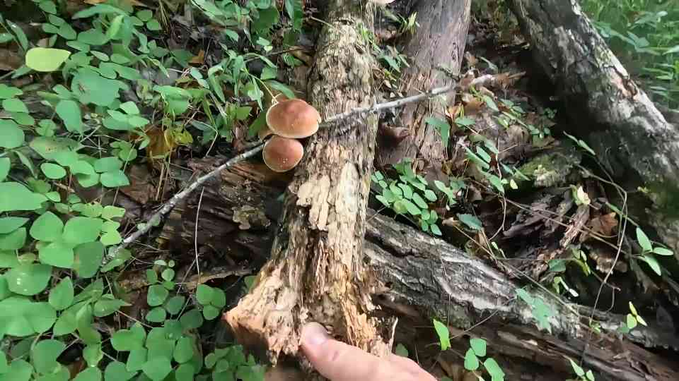 Learn Something New! How to Plant, Grow, Harvest and Preserve Shiitake ...