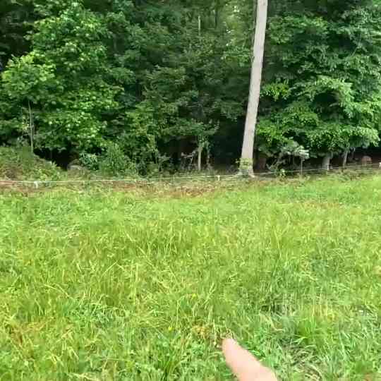 Pasture Management And A Sad Calf Update...