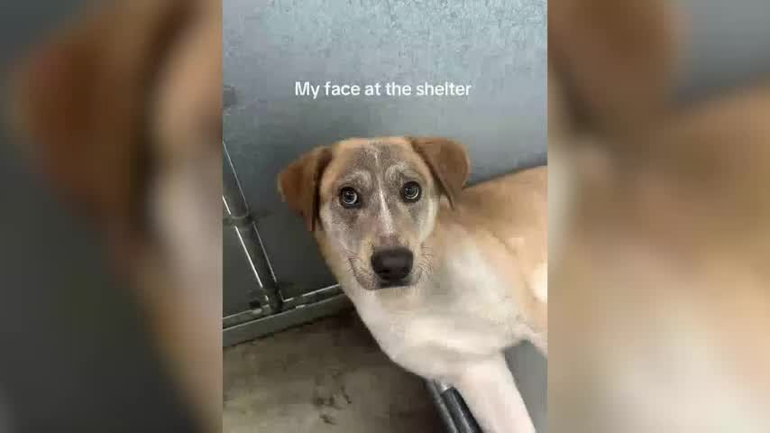 Dog Before And After Shelter