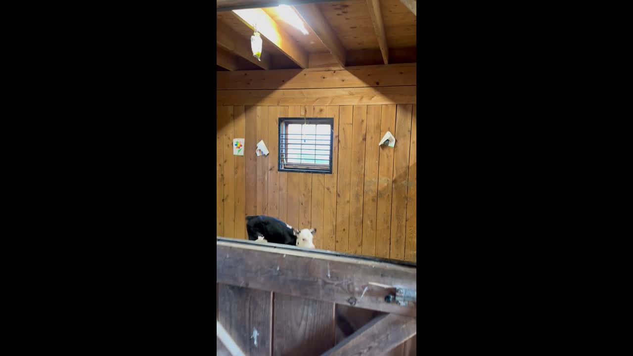 Baby calf responds to owner with a cute little moo in Webster, New ...