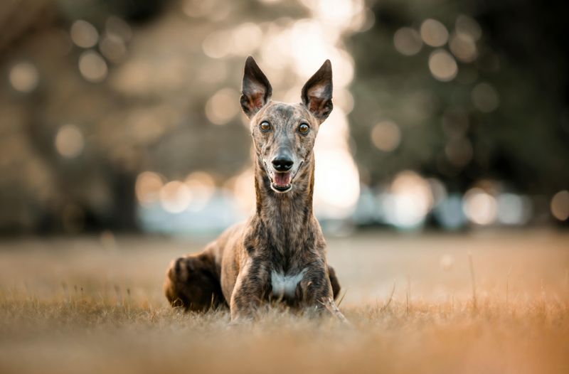 Top 11 Fastest Dogs