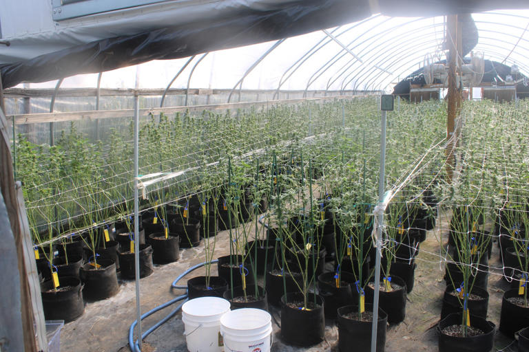 Thousands of marijuana plants seized, arrests made in Ada grow bust