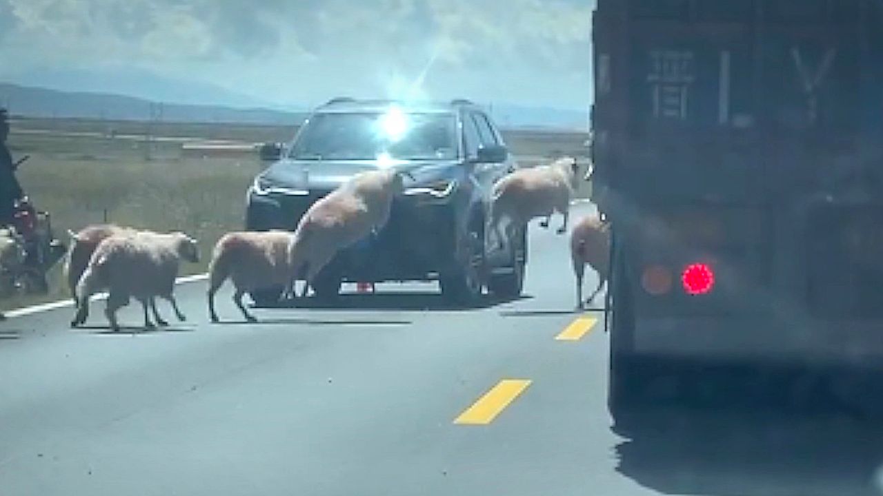Invisible fence! Sheep hilariously leap over 'barrier' while crossing ...