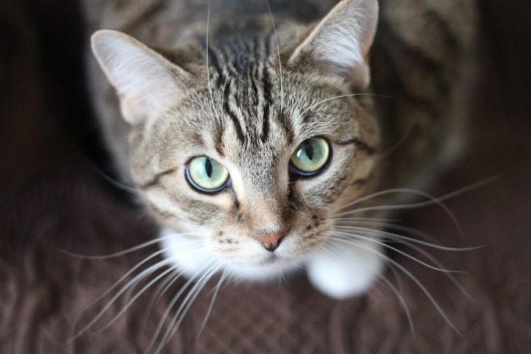 Cómo medicar a un gato: guía completa, segura y sin estrés