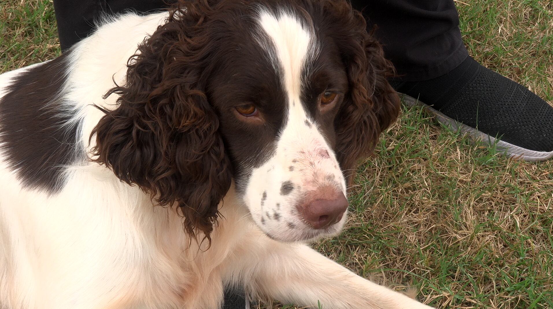 Furry Friend Fridays: 1 year old English Springer Spaniel, Captain Jack ...