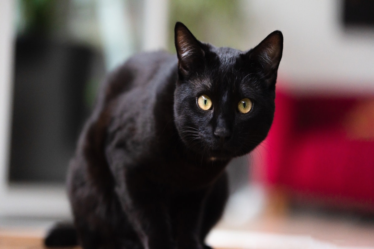 Shaved Black Cat Channels Fashion Icon With Her Stiletto Fur Boots
