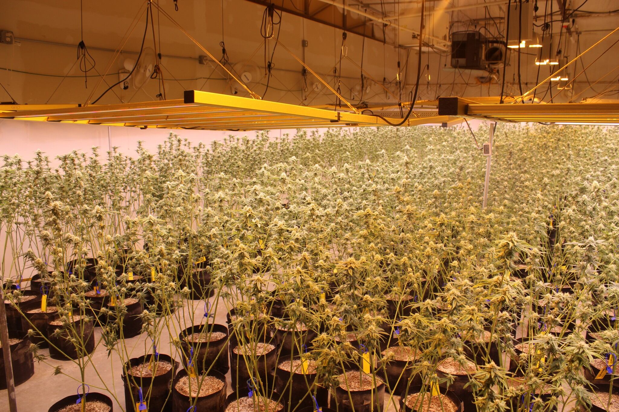 OBN seizes nearly 8,000 marijuana plants in Ada investigation