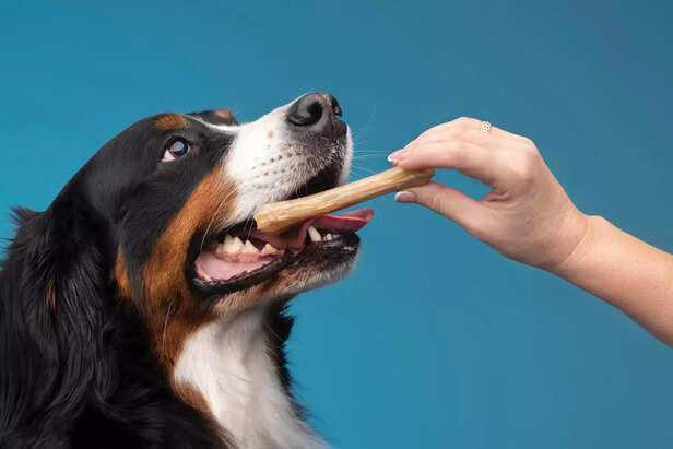 Understanding Dog Body Language: Why Dogs Show Their Teeth