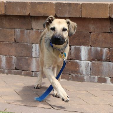 ‘Fall’ in love with these 10 adoptable dogs and cats