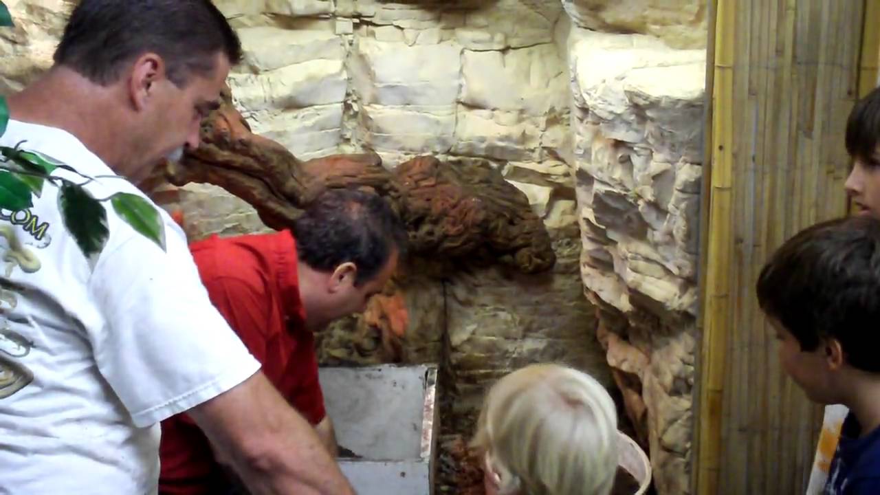 sulfur monitor eggs incubation at the reptile zoo