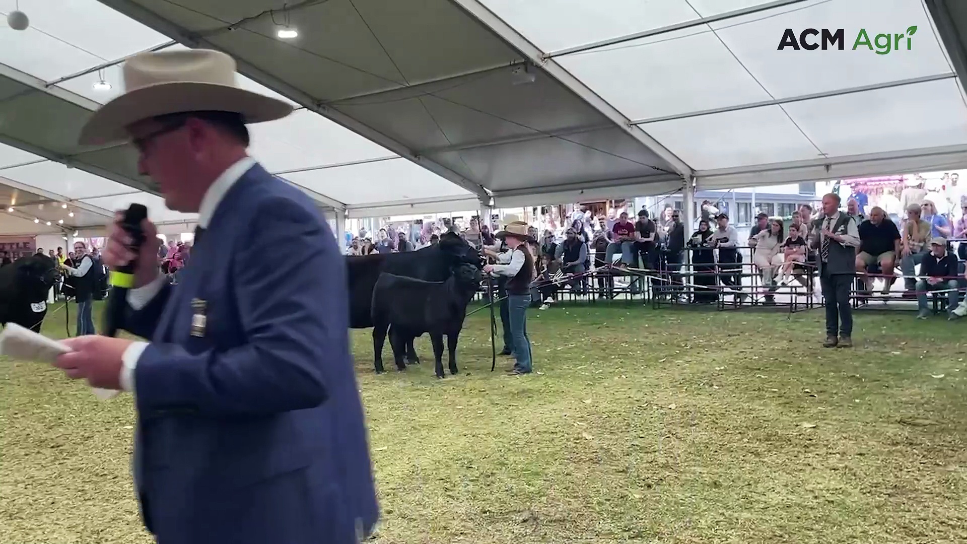Six-year-old cow claims supreme beef cattle exhibit at Royal Adelaide Show