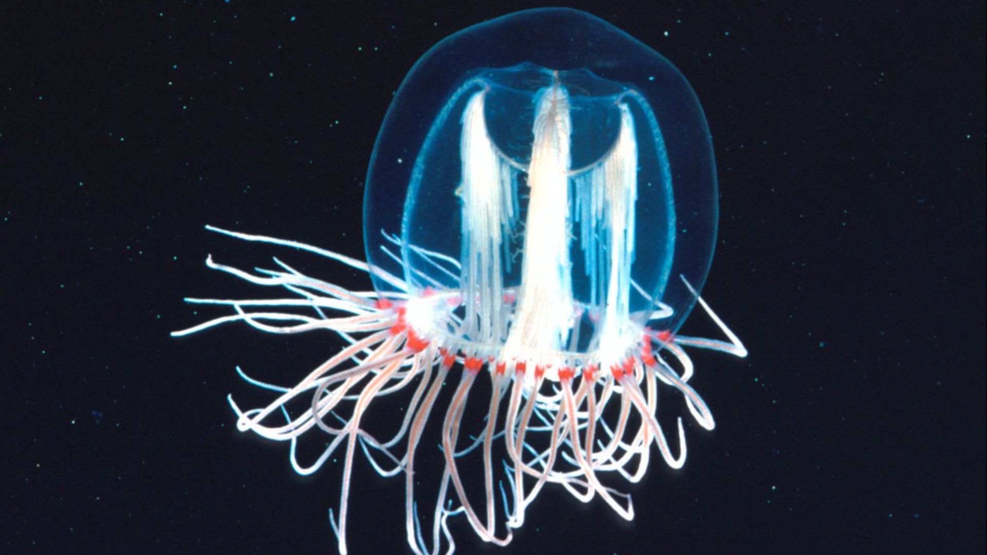20 Ocean Mysteries We Still Haven’t Solved