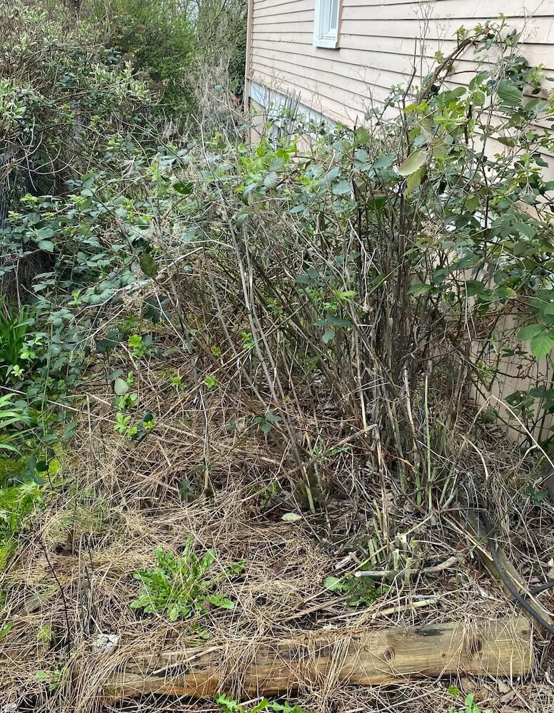 Homeowner shares stunning before-and-after photos after fixing up ...