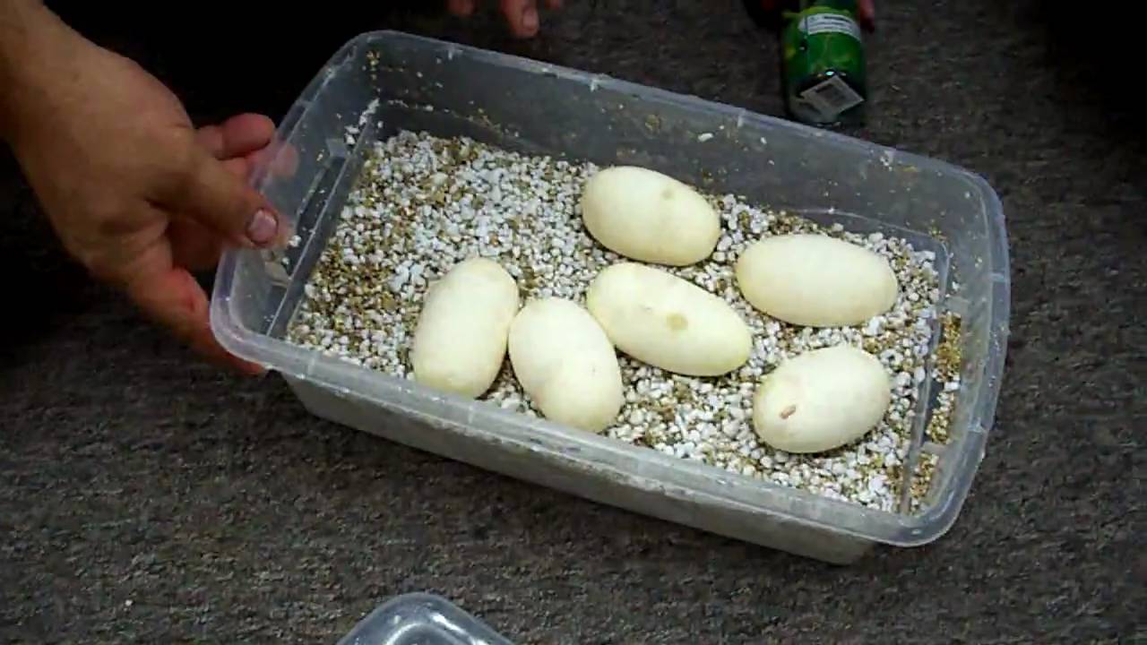 Ball python eggs at the reptile zoo