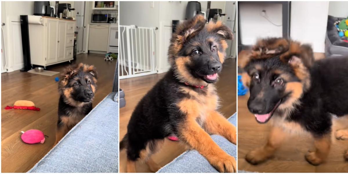 El pastor alemán cachorro que ha enamorado a las redes por su forma de ...