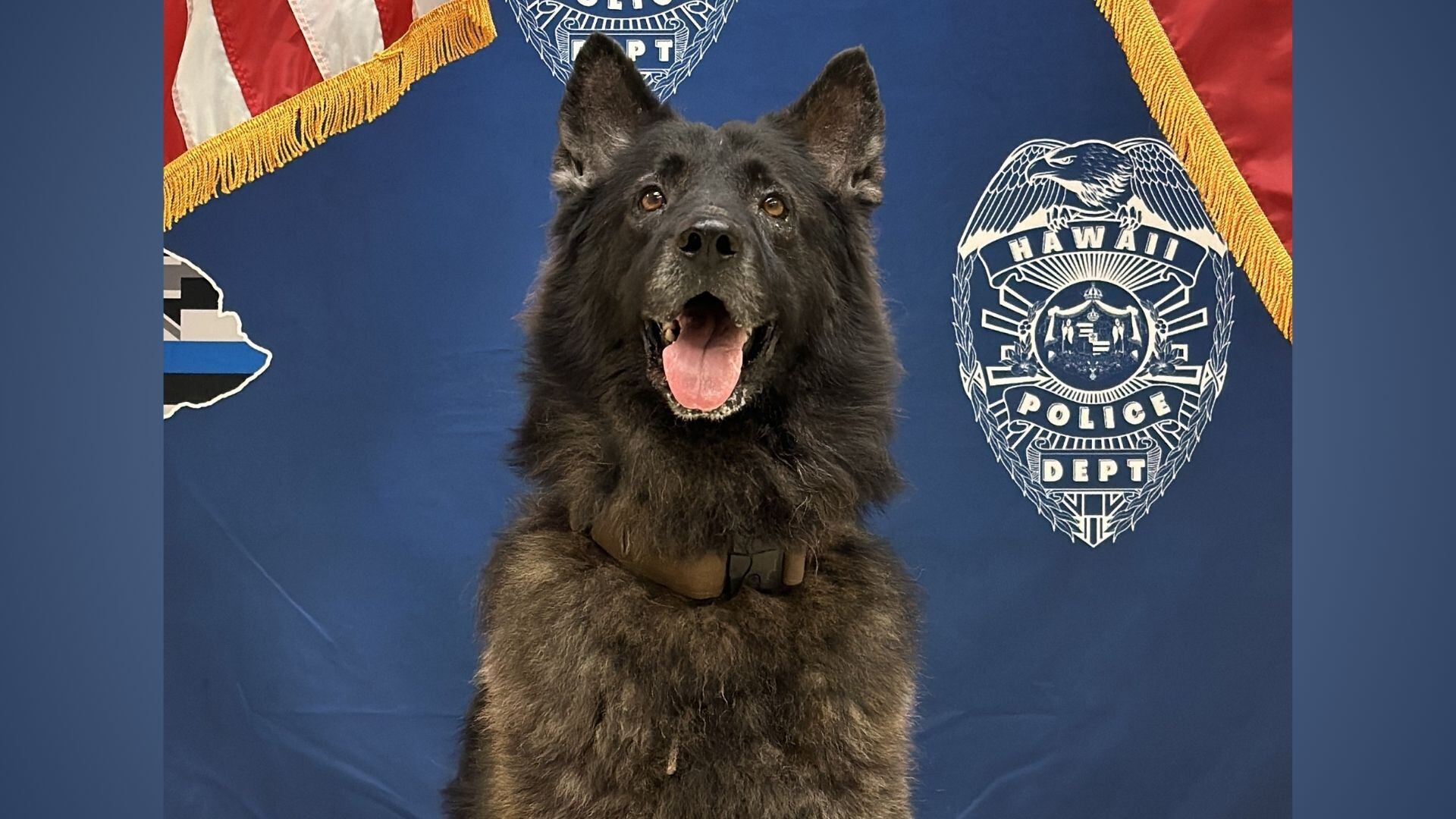 No criminal charges for Hawaii Island police officer in the death of K ...