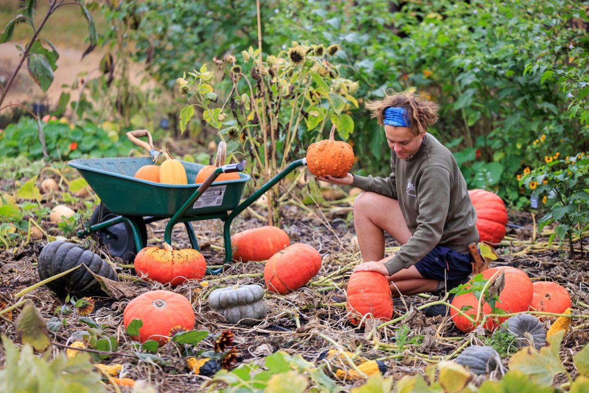 Winter-proof your garden with these easy RHS tips