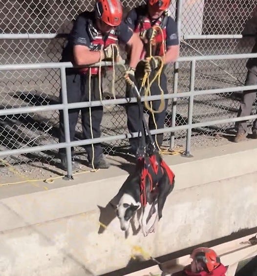 Video: Firefighters rescue stranded dog from middle of California ...