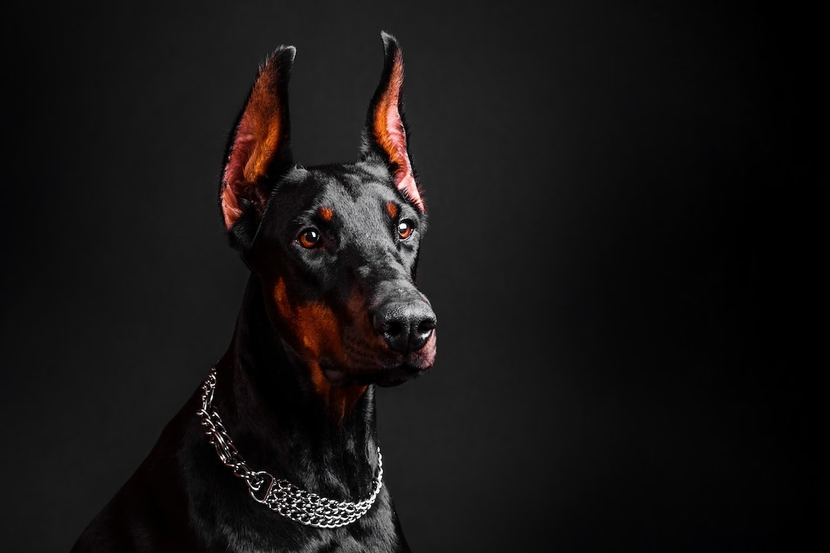 Tiny Tabby Cat Is the Most Savage Bodyguard for Huge Doberman Brother
