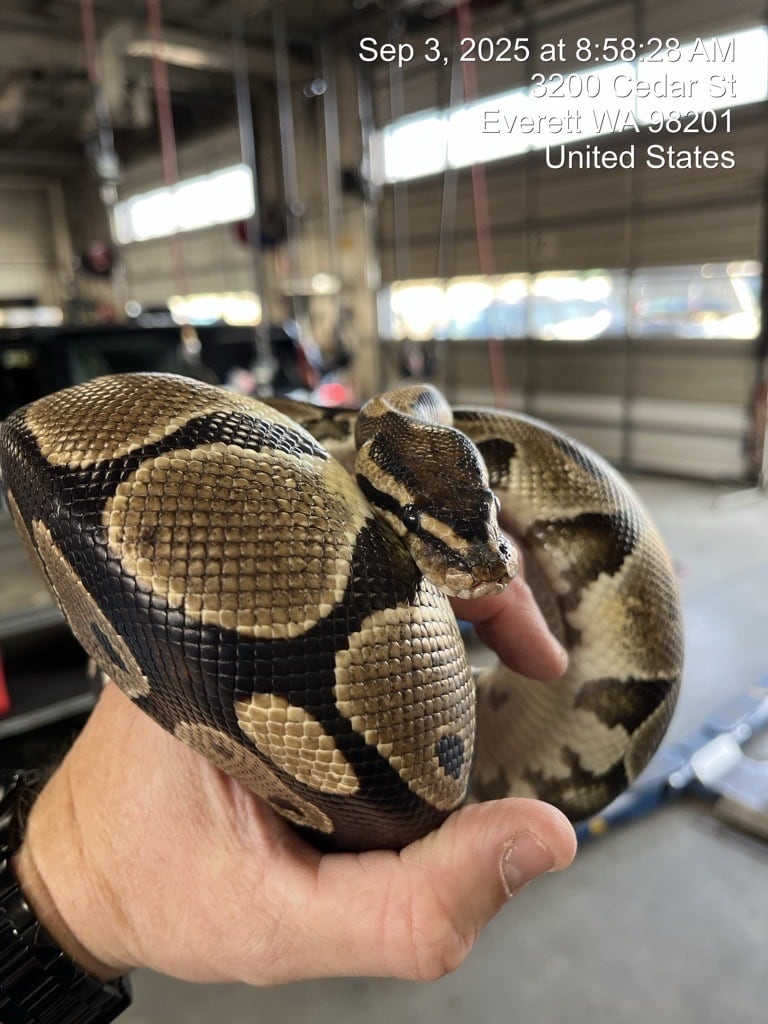 Python gets loose in Everett condominiums