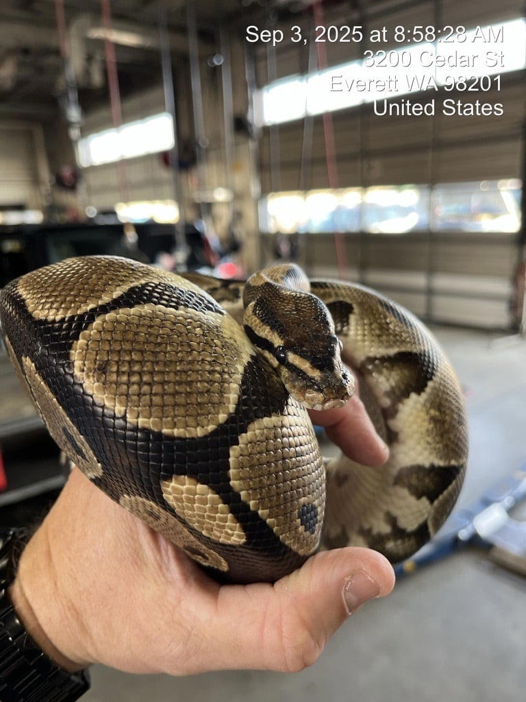 Python gets loose in Everett condominiums