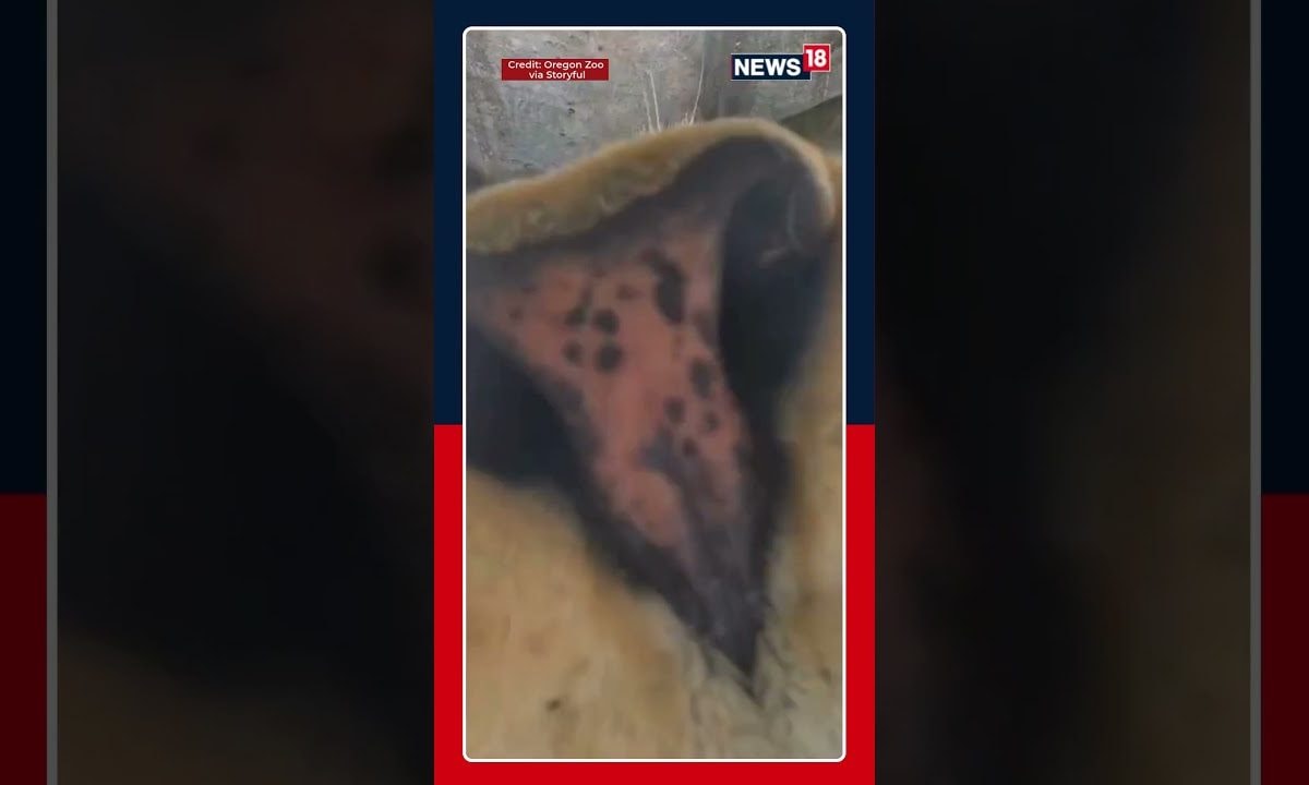 Lion Turns Hidden Camera Into Cat Toy at Oregon Zoo | #shorts | Animal ...