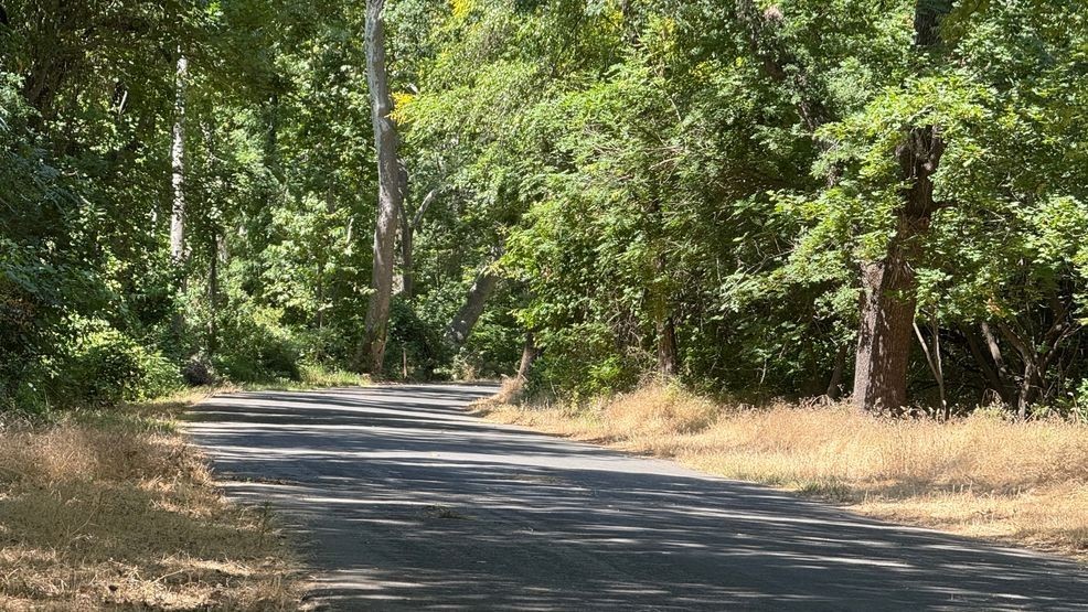 Chico to remove eucalyptus trees in Bidwell Park for wildfire prevention