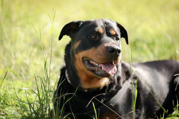 Top 10 Best Guard Dog Breeds for Ultimate Protection