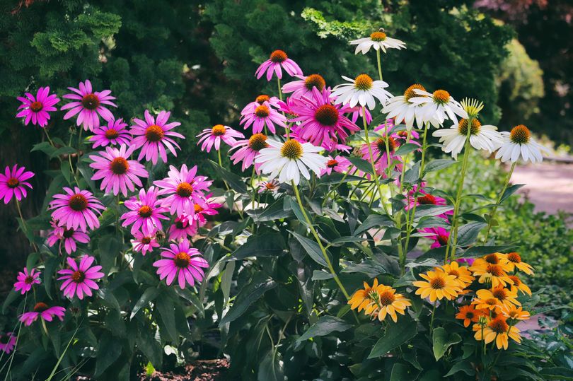 Keep your garden colourful this autumn with these three 'cooler weather ...