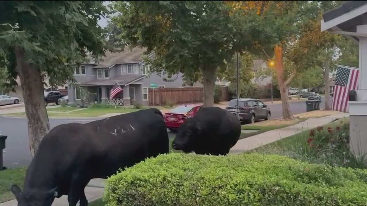 Escaped bulls in East Bay front yard make for an unusual sight