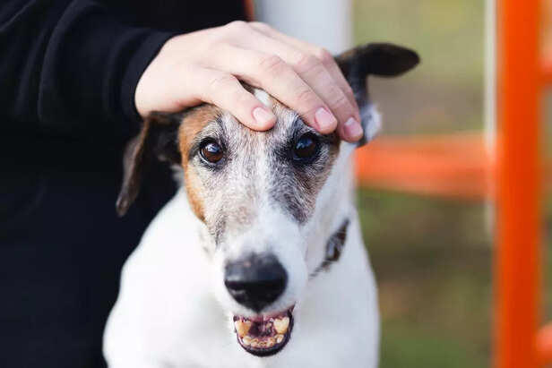 Understanding Dog Body Language: Why Dogs Show Their Teeth